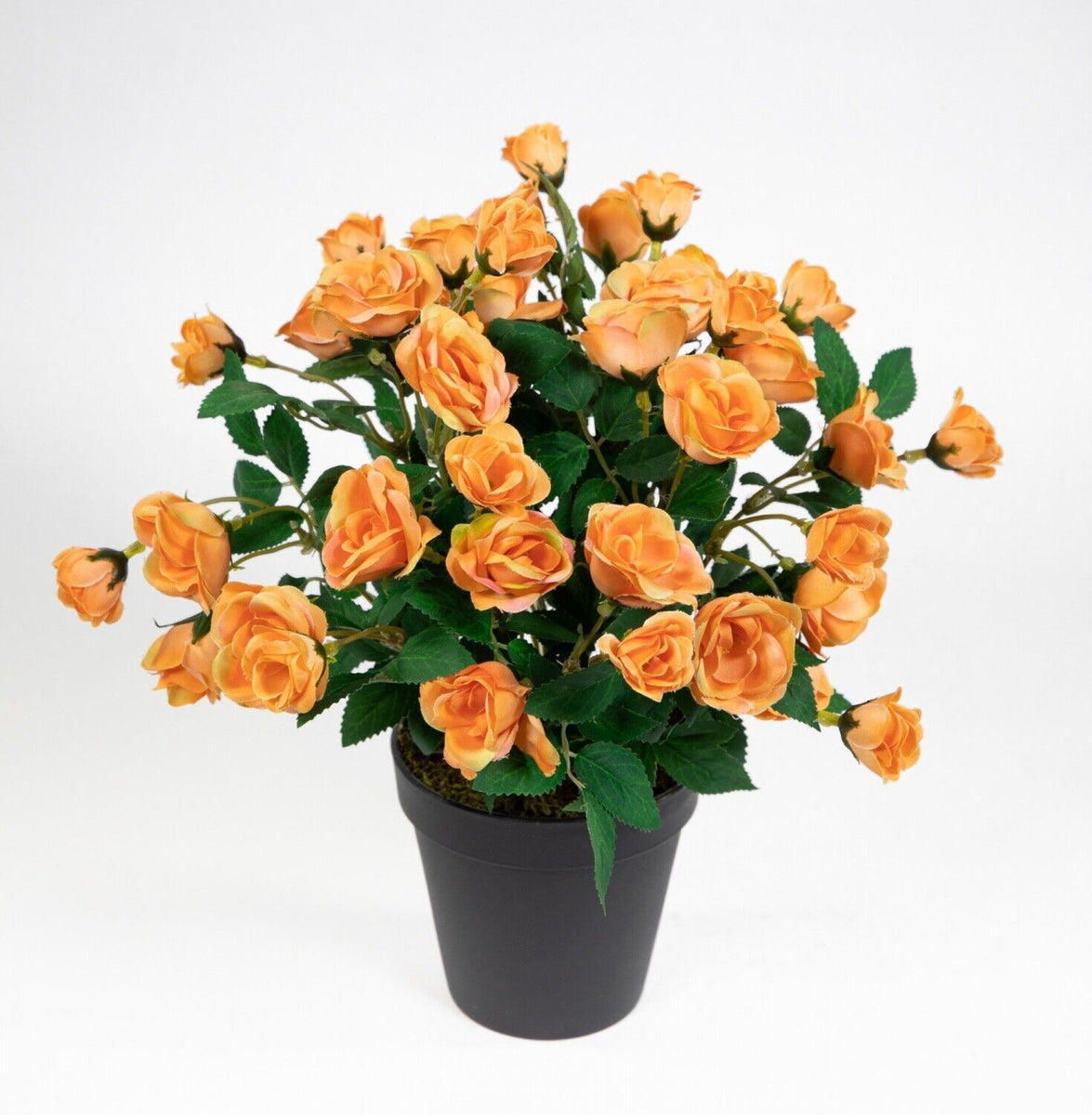Rosenbusch 30cm orange im Topf – Sunrise